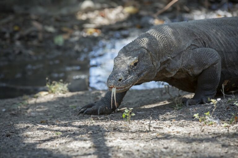 Are There Komodo Dragons In Thailand? – Go Every Corner!