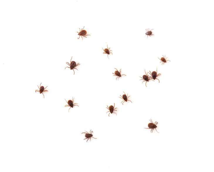 Are There Ticks In Thailand? – Go Every Corner!