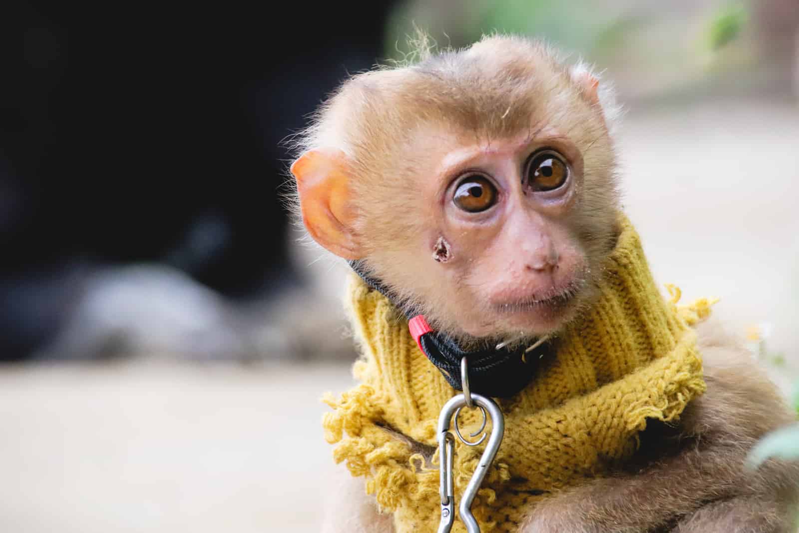 Are There Monkeys Or Baboons In Vietnam? – Go Every Corner!