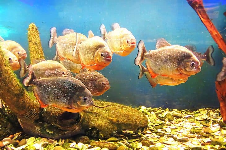 Are There Piranhas In Thailand? – Go Every Corner!