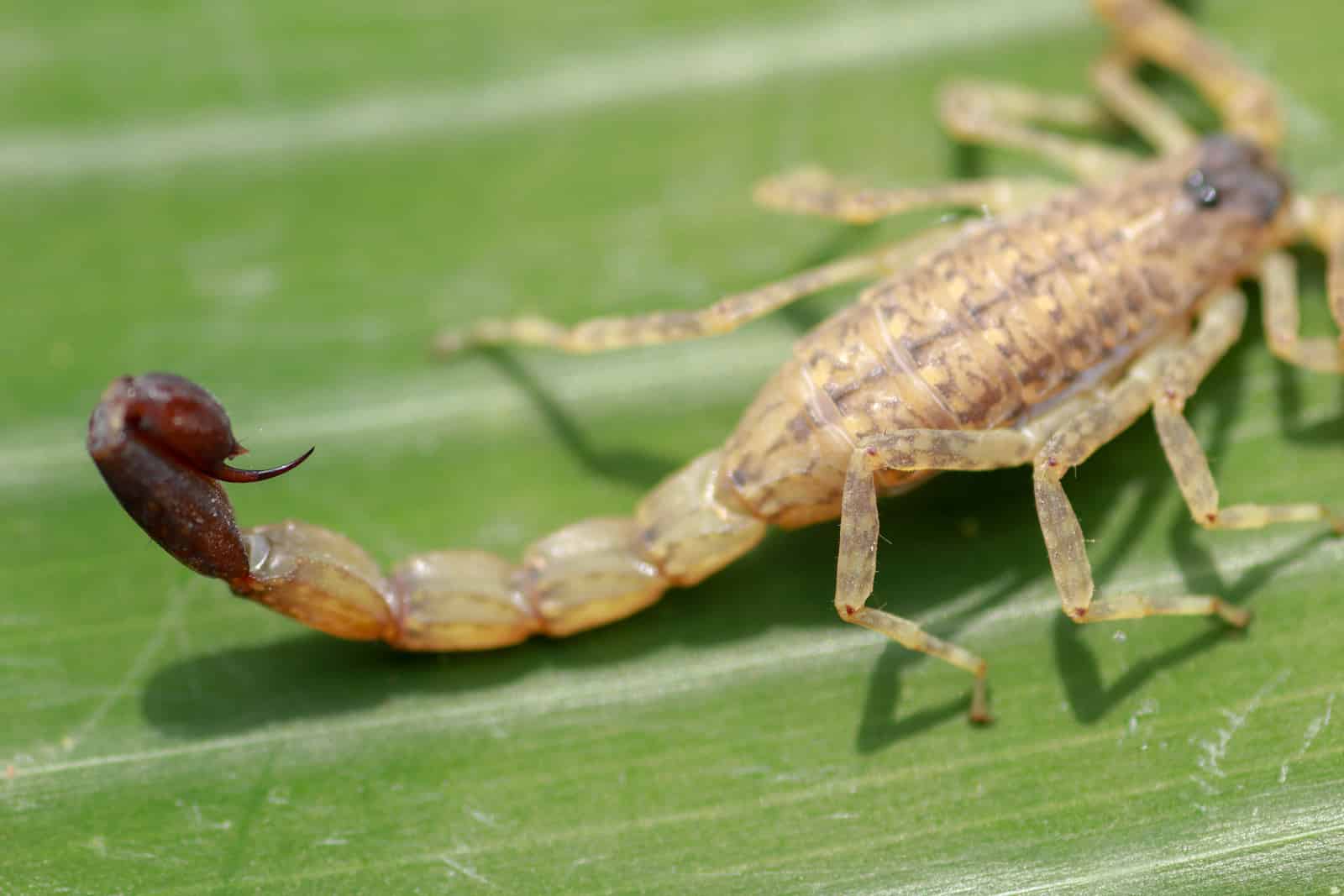 Are There A Lot Of Bugs In Vietnam? – Go Every Corner!