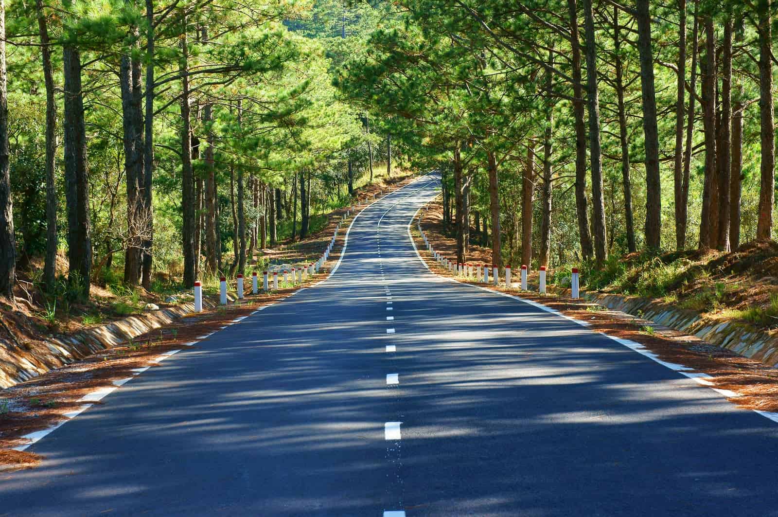 Are There Pine Trees In Vietnam? – Go Every Corner!