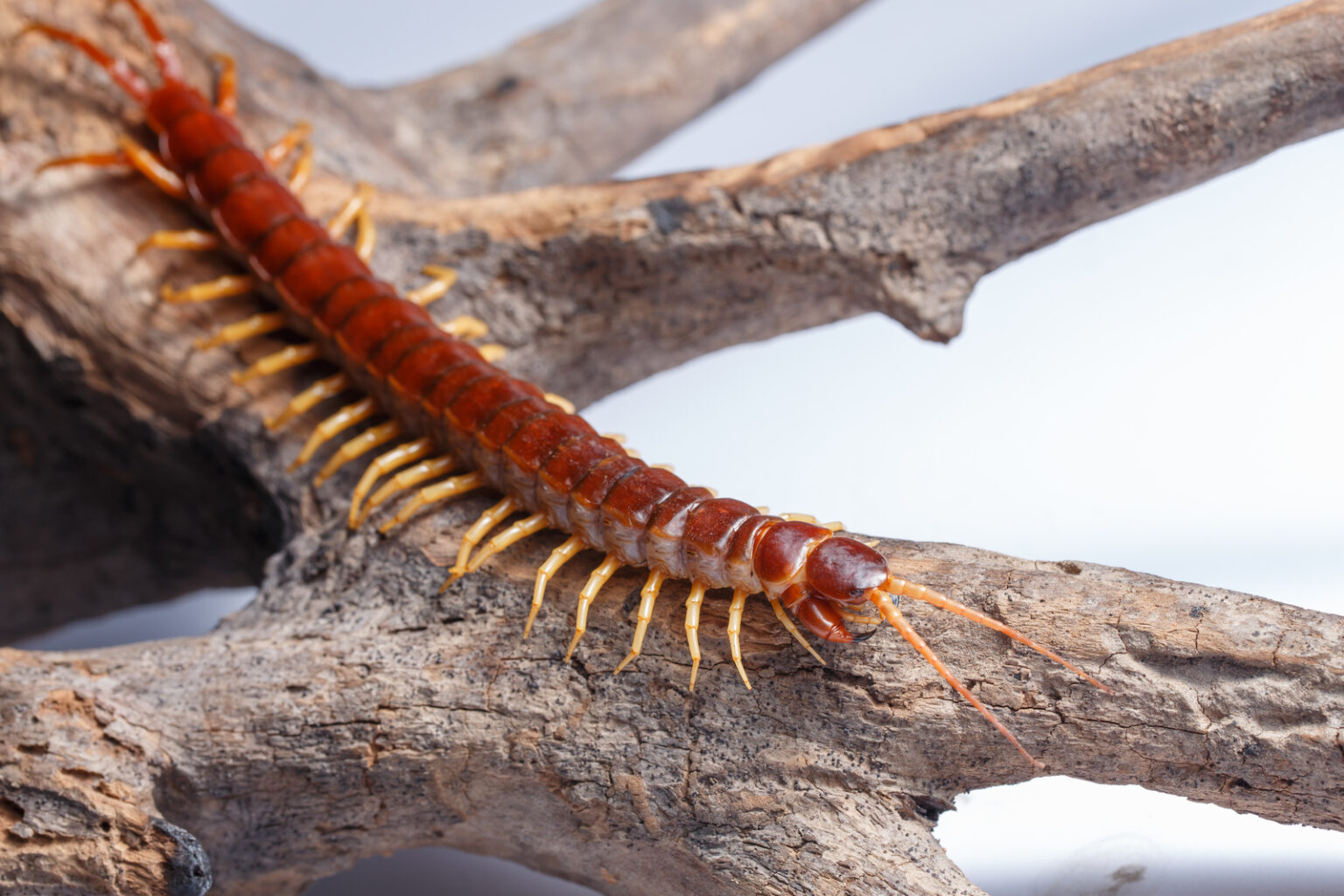 Are There A Lot Of Bugs In Vietnam? – Go Every Corner!