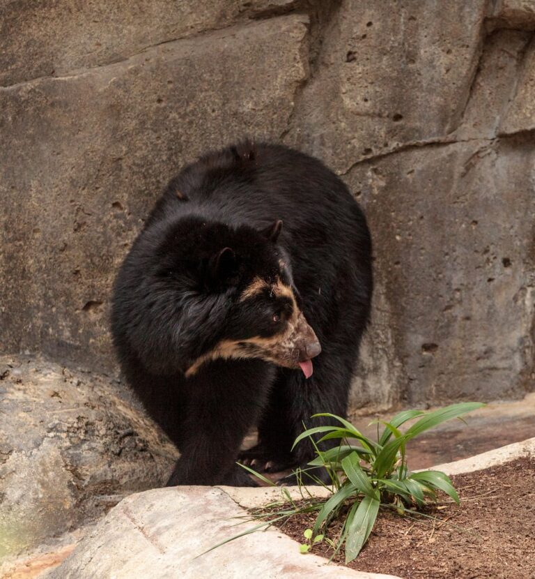 Are There Bears In Brazil? – Go Every Corner!
