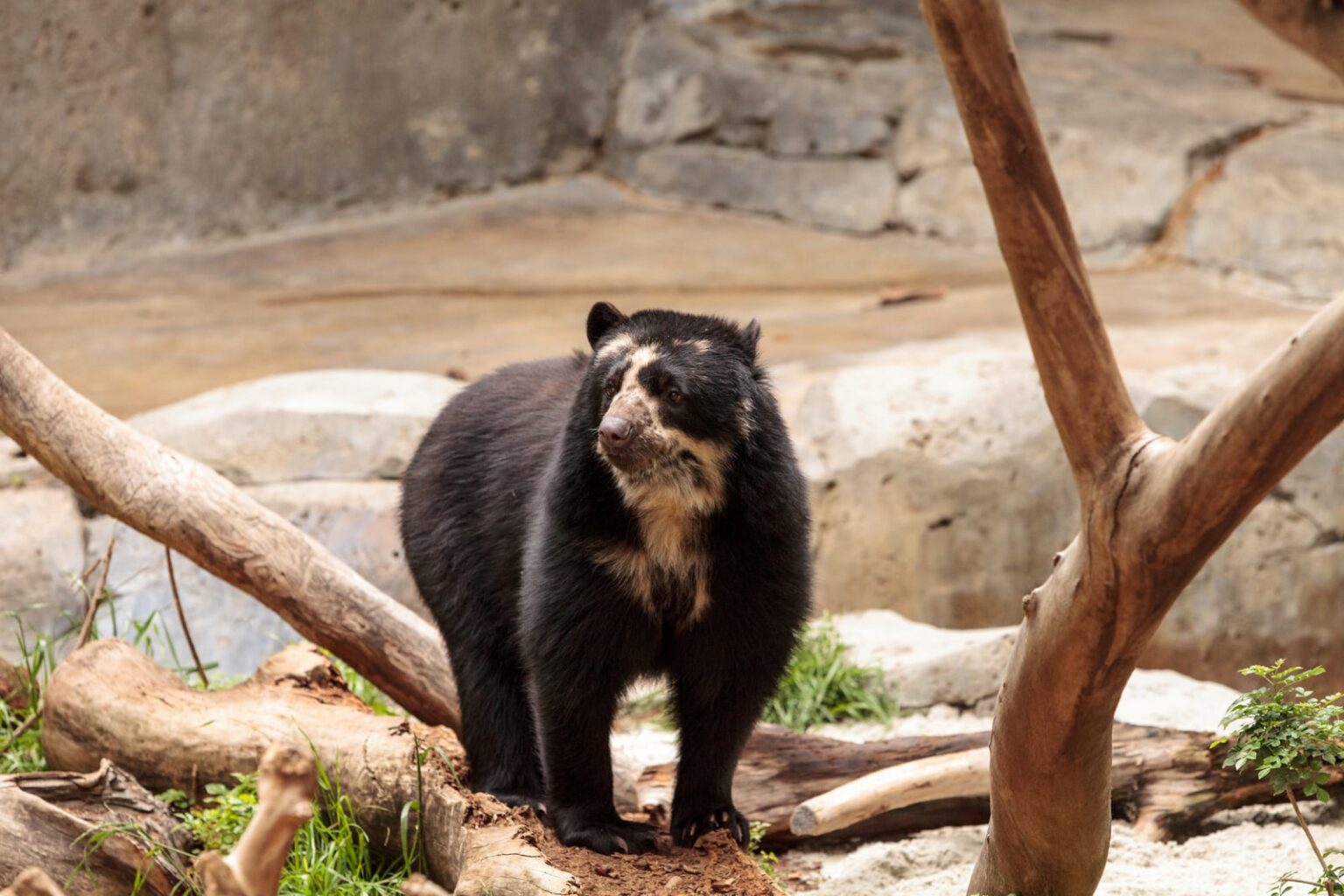Are There Bears In Brazil? – Go Every Corner!