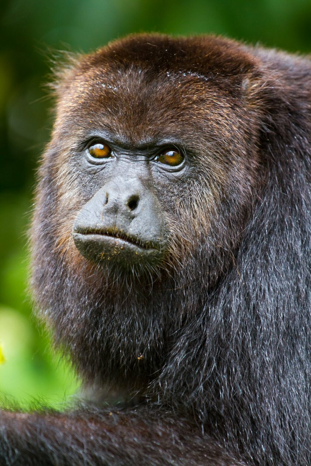 Are There Monkeys In Brazil? – Go Every Corner!
