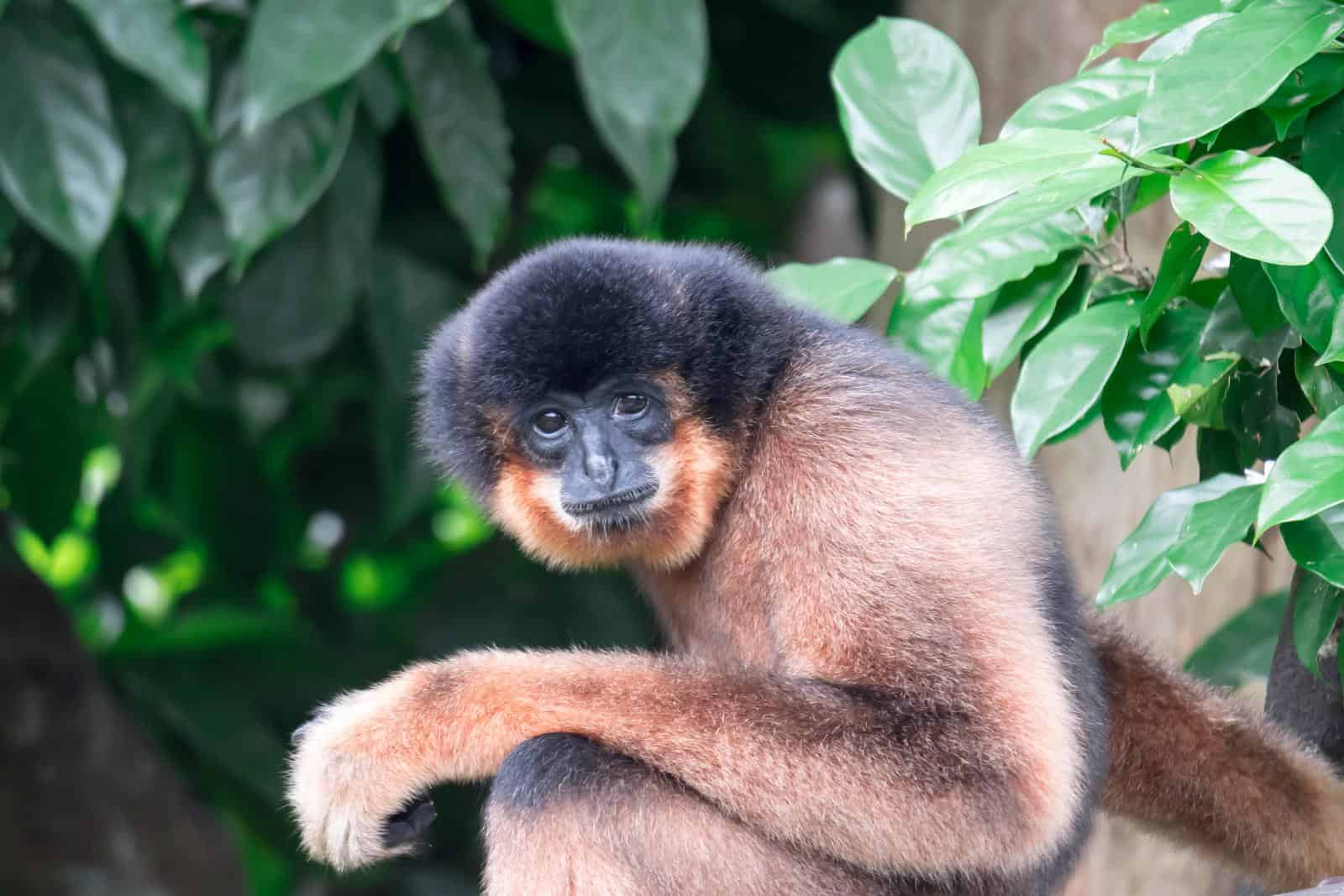 Are There Monkeys In Brazil? – Go Every Corner!