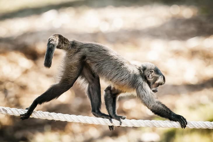 Are There Monkeys In Brazil? – Go Every Corner!