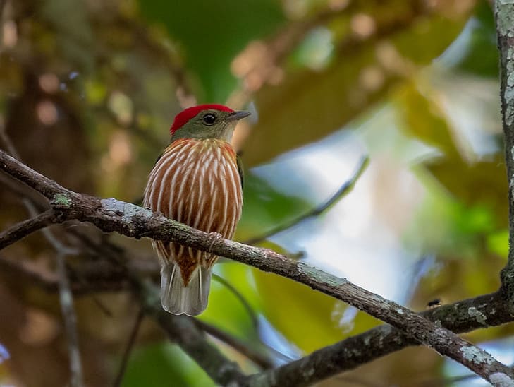 Exploring the Wonders of Brazil’s States – Go Every Corner!