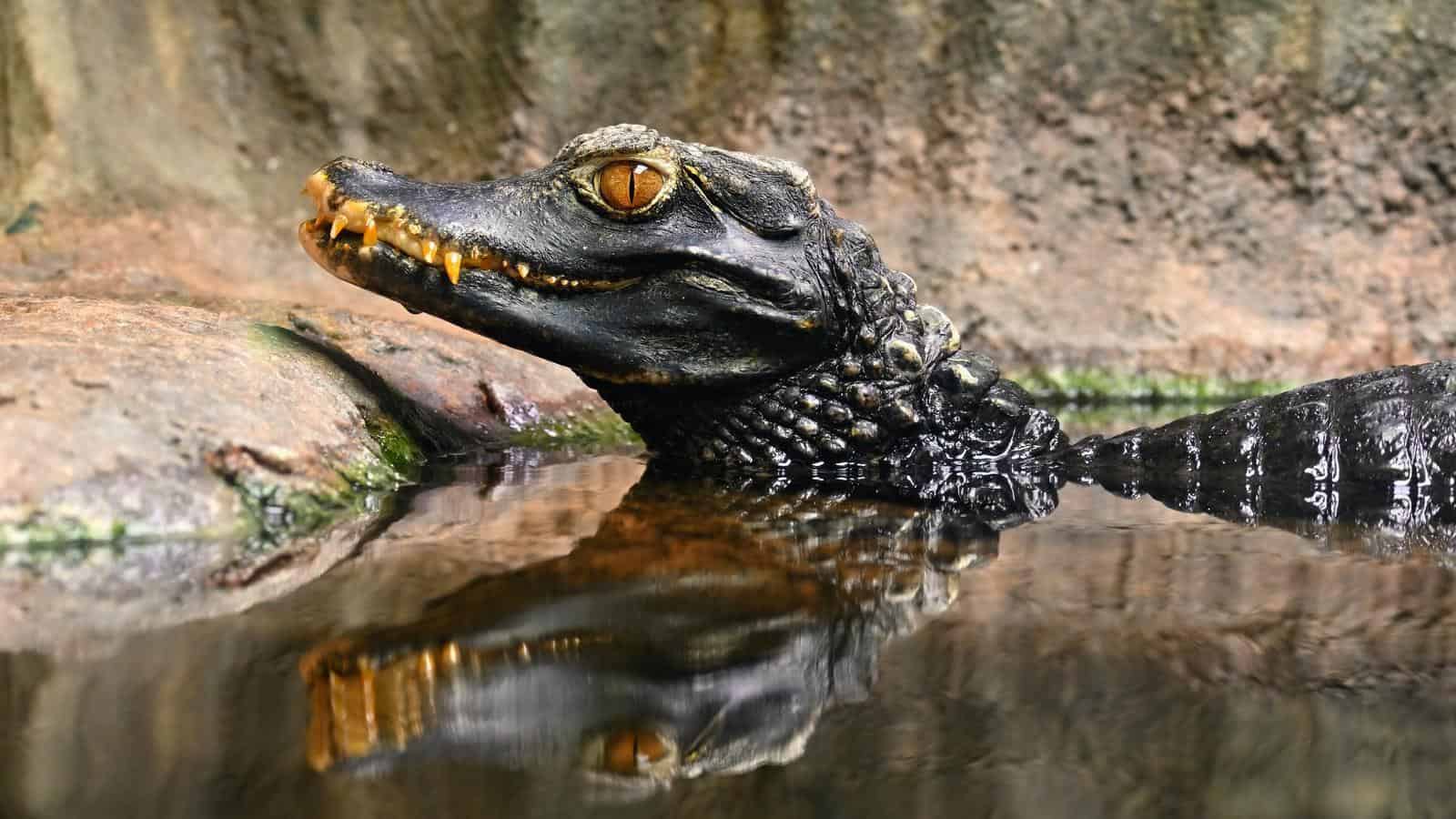 Are There Crocodiles In Brazil? – Go Every Corner!